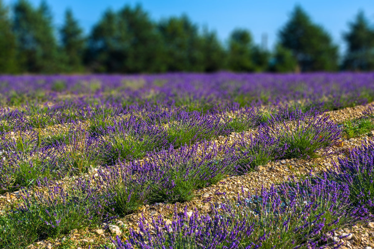 Pure Lavender Essential Oil Explained - Ruistars