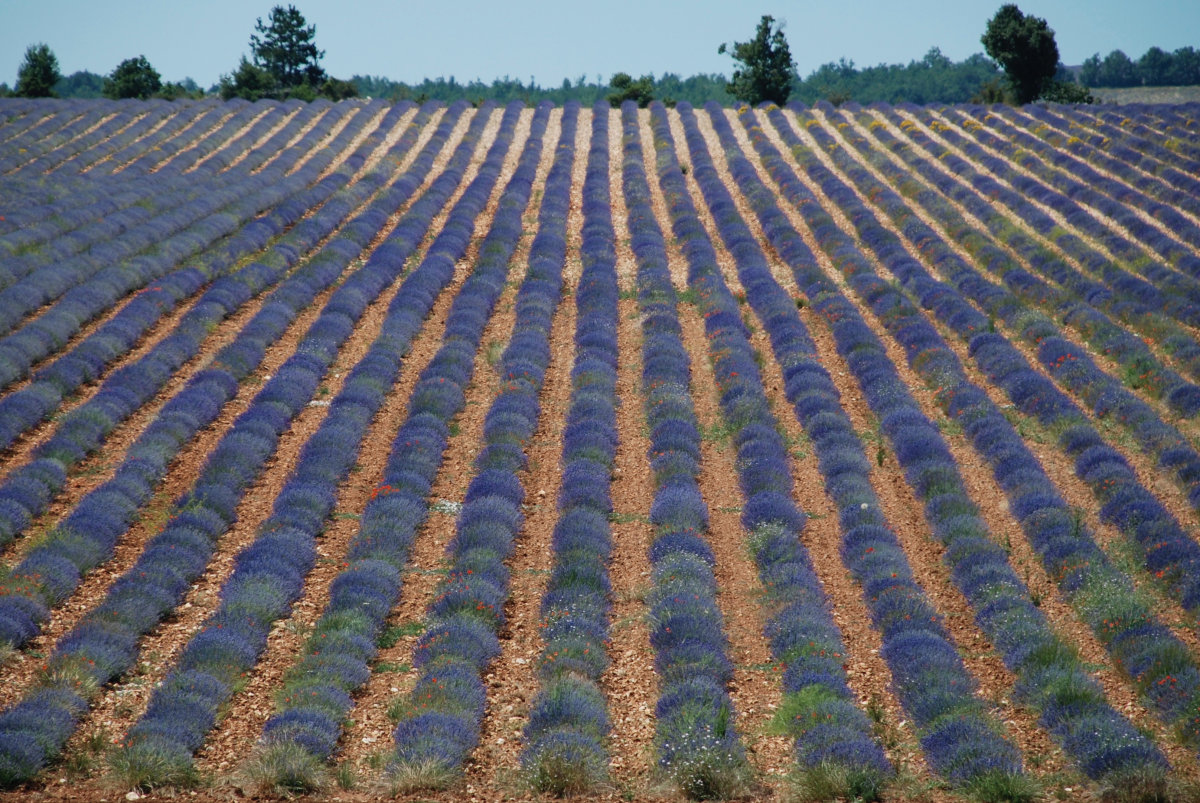 Pure Lavender Essential Oil Explained - Ruistars