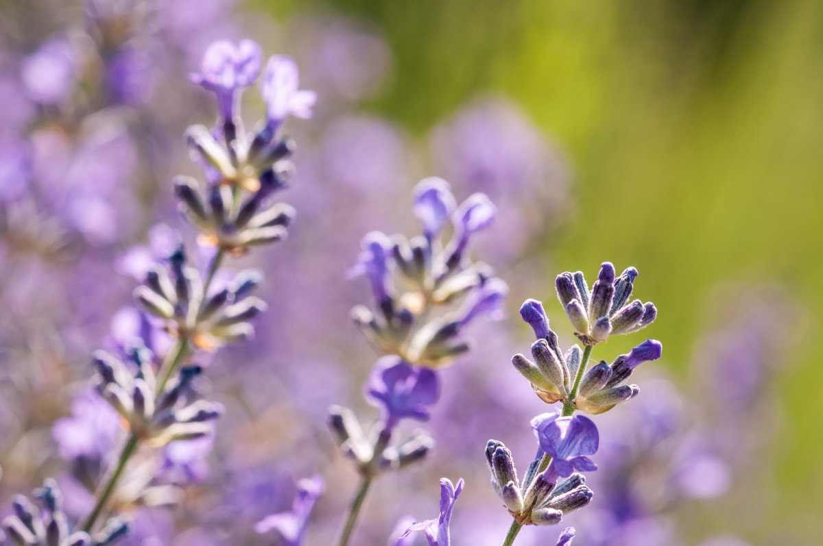 Pure Lavender Essential Oil Explained - Ruistars