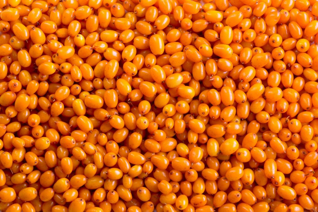 Hippophae Rhamnoides Extract Sea Buckthorn Extract Powder - Ruistars